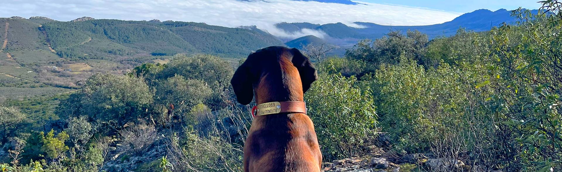 Periods and Species - Spanish Big Game - Mountain hunt in Spain