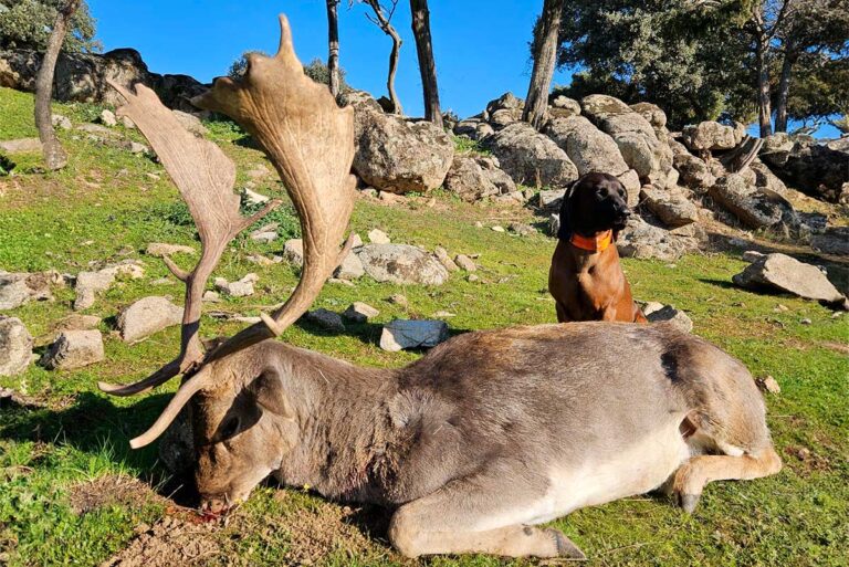Spain Hunting Trips: Finest Premium Hunting Experiences