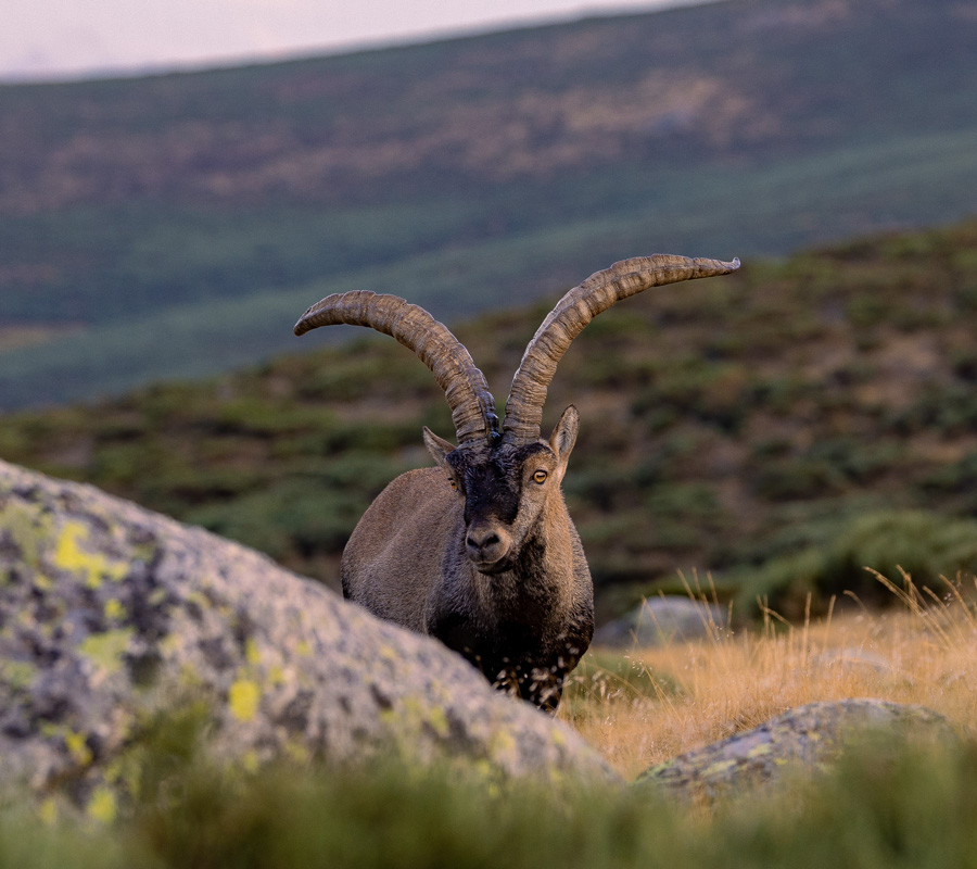 Beceite Ibex hunting: Exclusive Experience with competitive Prices in 2025