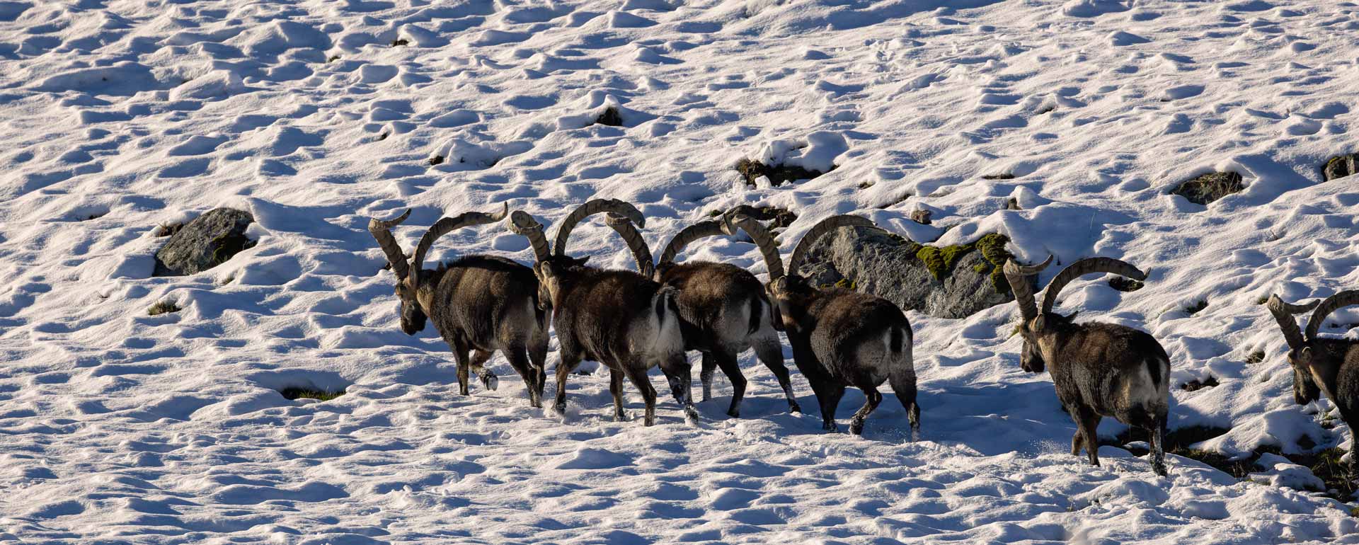 Gredos Ibex hunting: Get the most iconic Ibex with unbeatable prices in ...