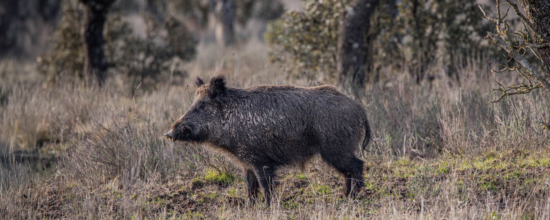 Wild boar hunting in Spain | Prices 2025