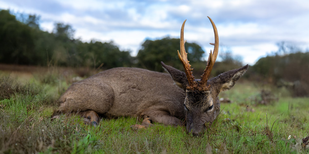 Hunting in Spain - Hunting Gredos Ibex - Spanish Hunt