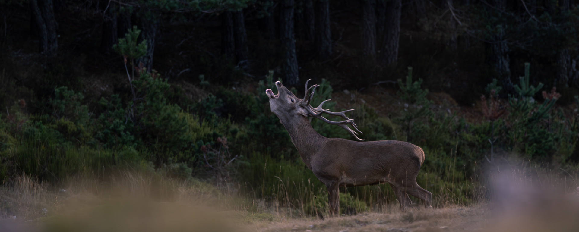 Big Game Hunting in Spain | Premium Hunts & Ibex Trips