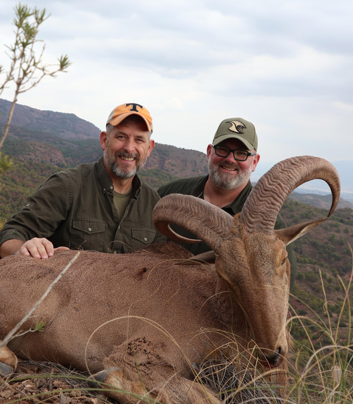 Aoudad hunts in Spain | Prices 2025
